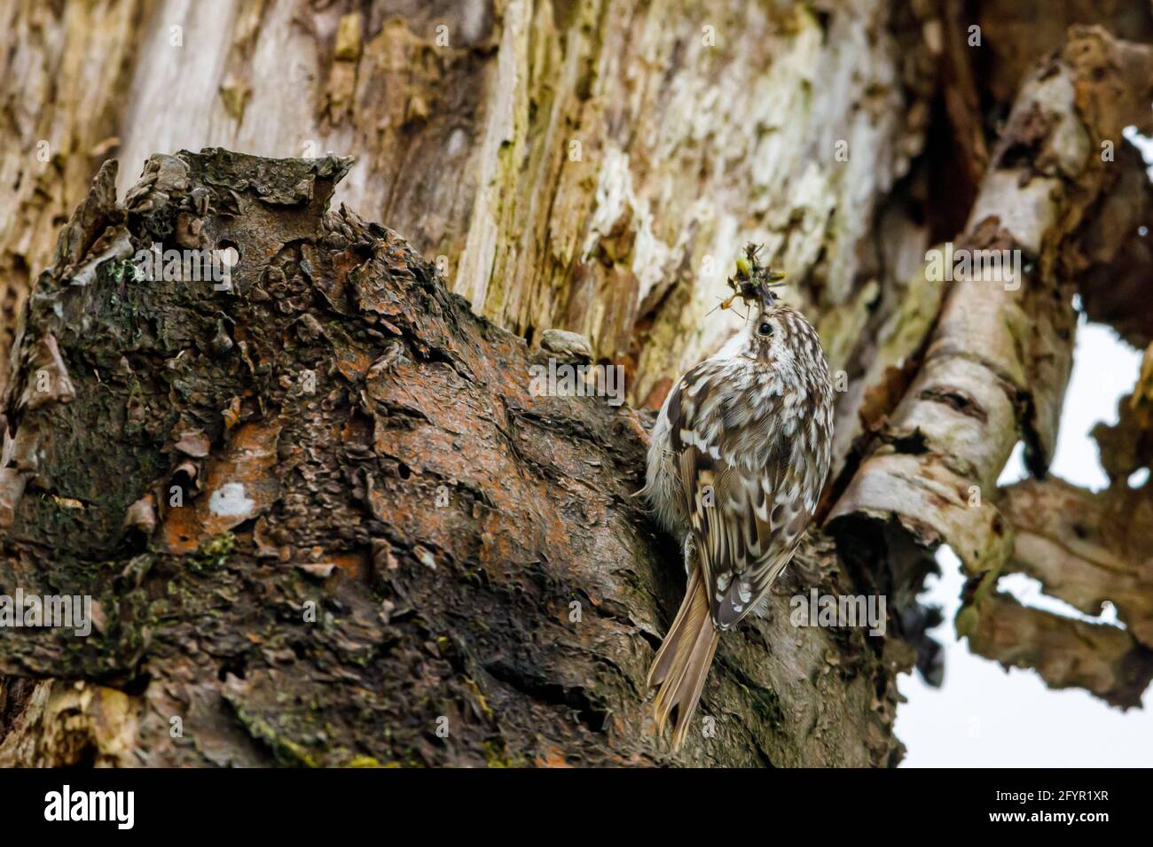 A short toed Treecreeper on a tree Stock Photo - Alamy