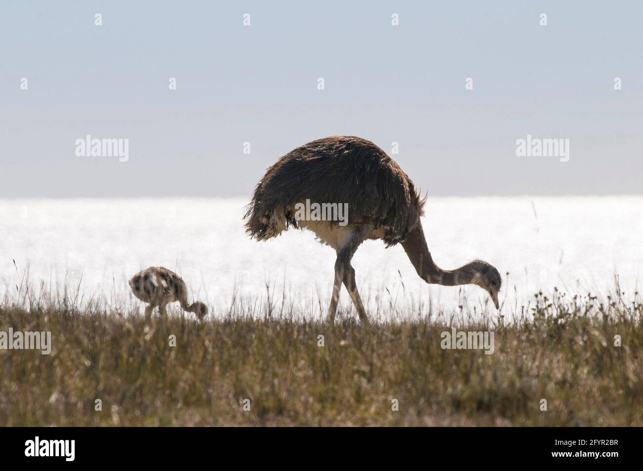 Greater Rhea, (Rhea Americana) in Pampas plain environment, La Pampa ...