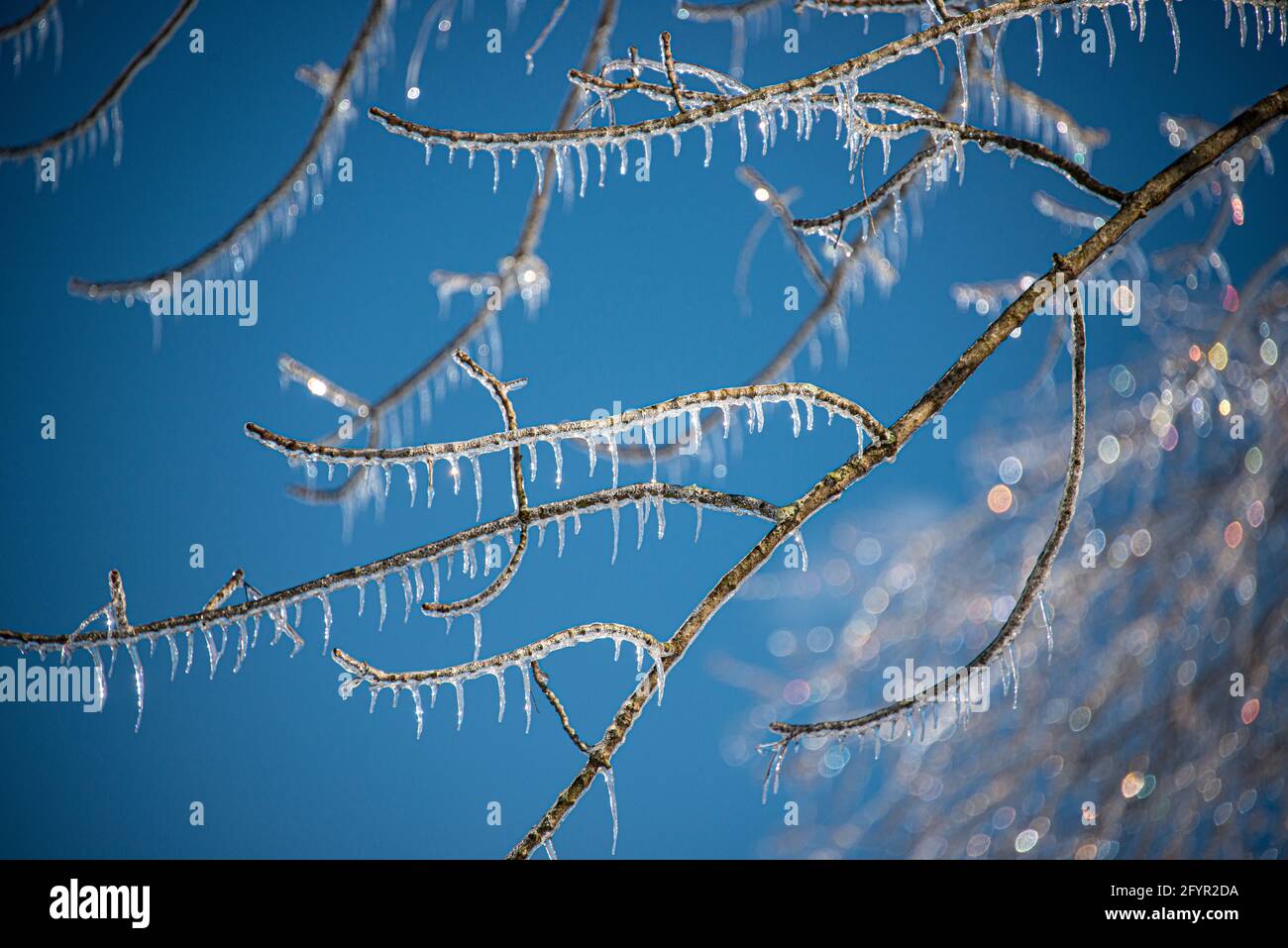 Ice covered trees with light refraction rainbows Stock Photo - Alamy