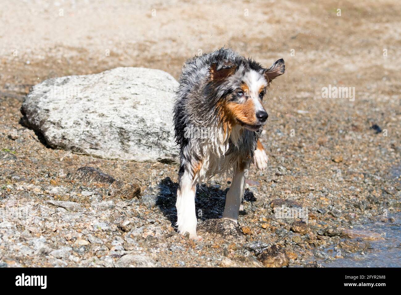 blue merle Australian shepherd dog runs on the shore of the Ceresole ...