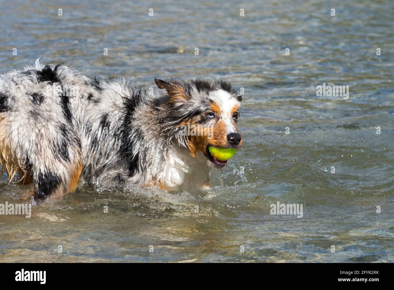 blue merle Australian shepherd dog runs on the shore of the Ceresole ...