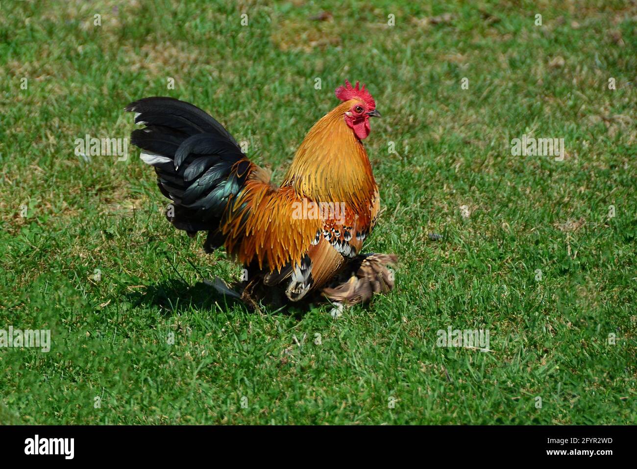 Magnificent Rooster High Resolution Stock Photography and Images - Alamy