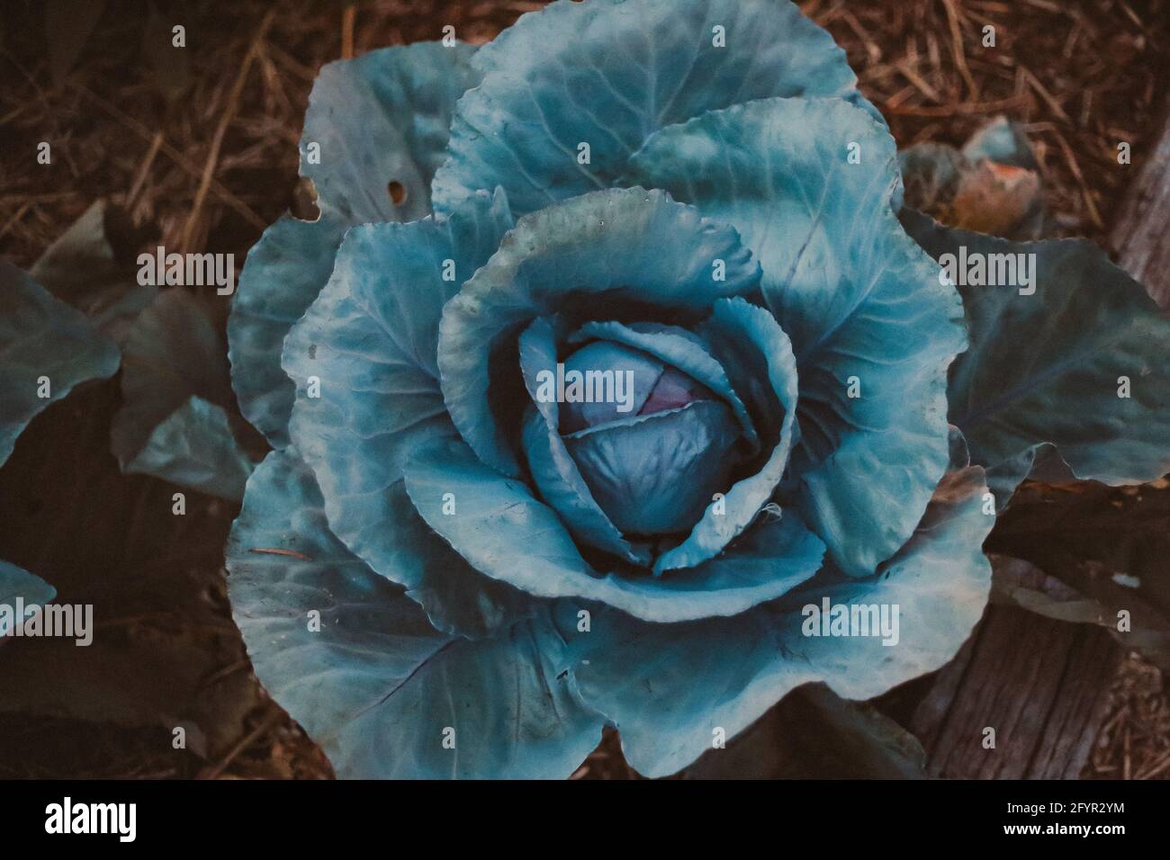 Overhead shot of red cabbage on the bush in the field with dried grass ...