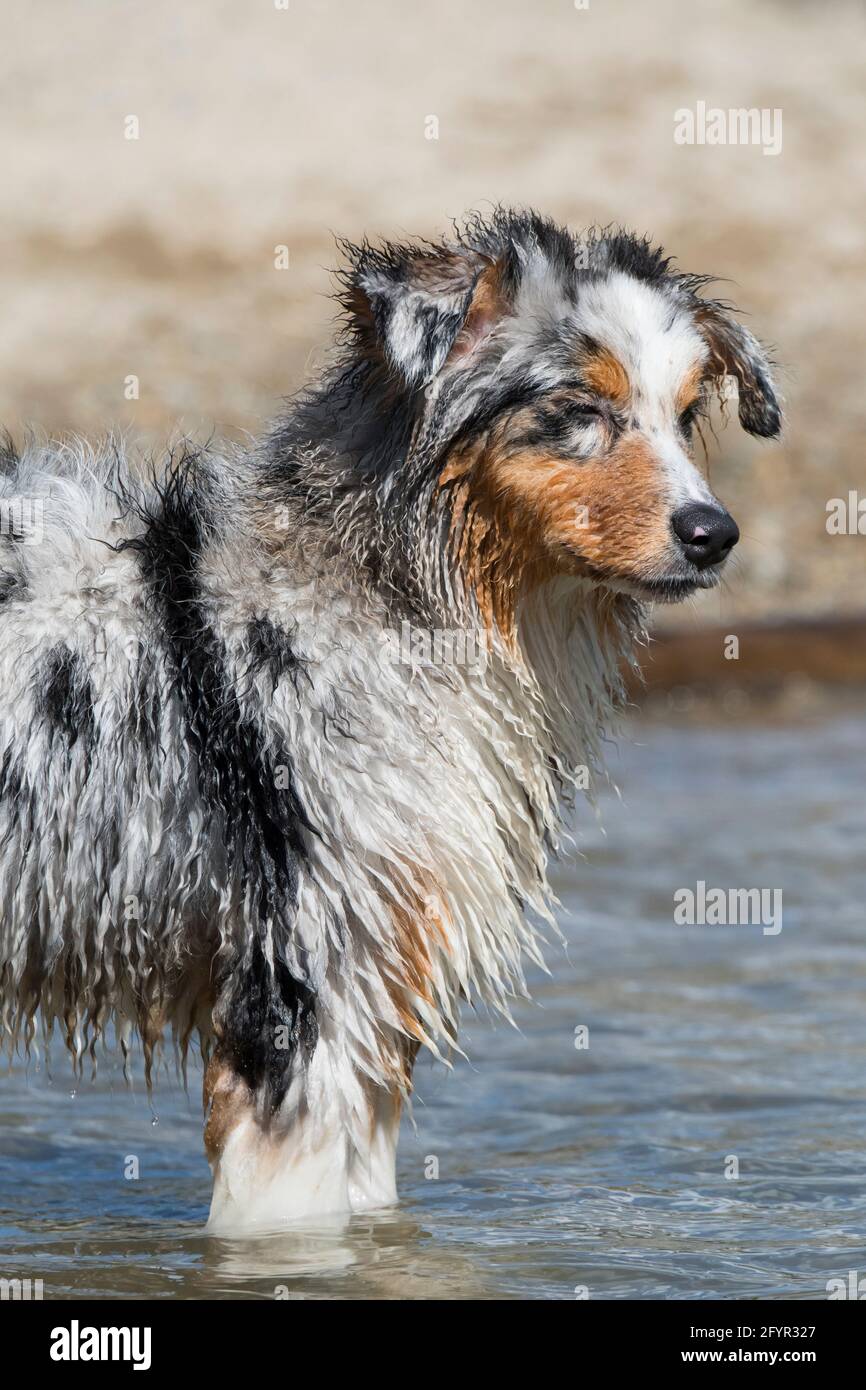 blue merle Australian shepherd dog runs on the shore of the Ceresole ...