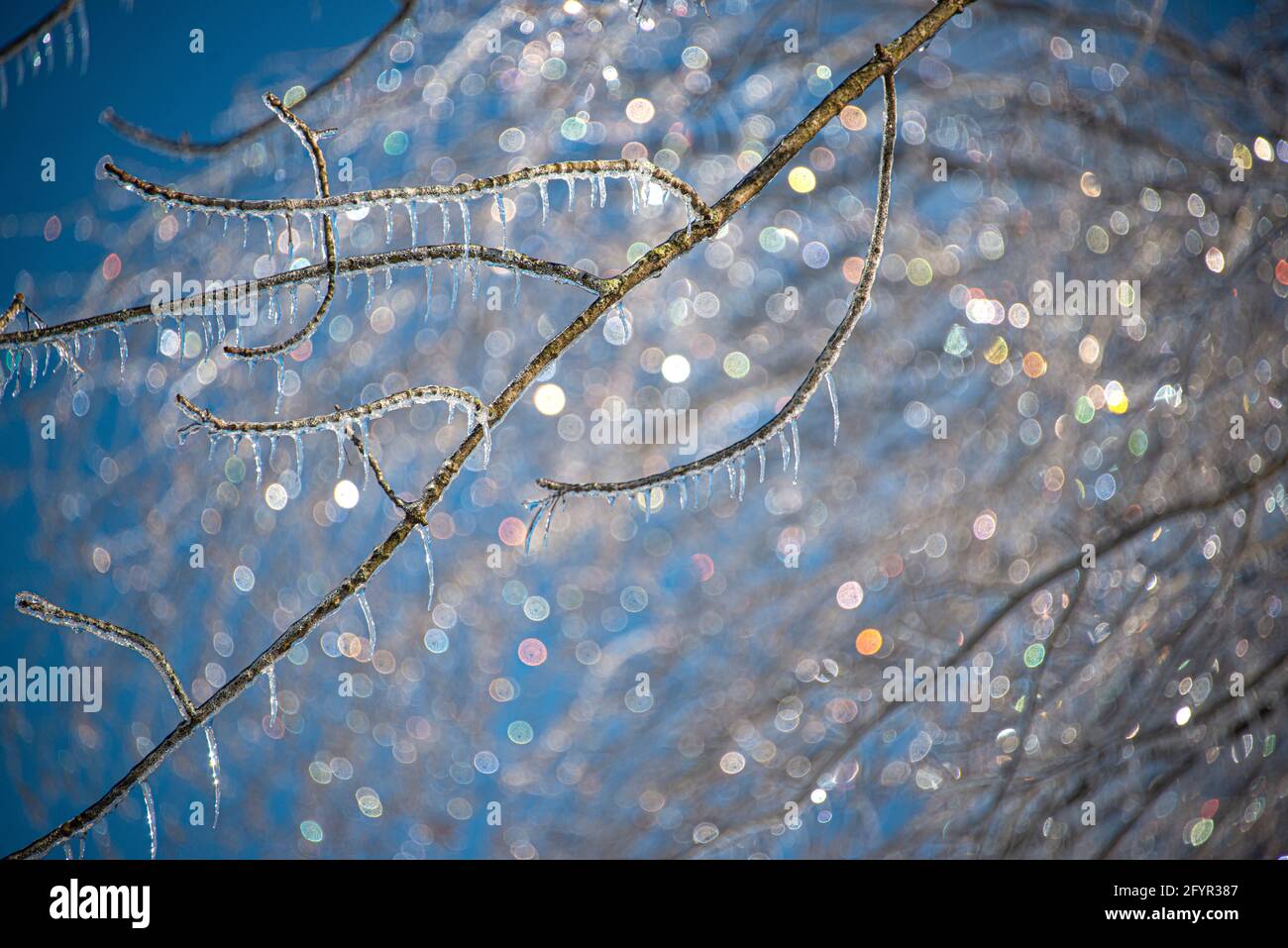 Ice covered trees with light refraction rainbows Stock Photo - Alamy