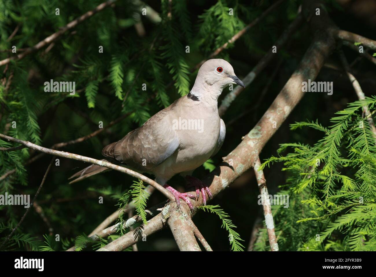 Ringed Turtle-Dove - Streptopelia risoria - in cypress tree in St Augustine, Florida Stock Photo ...