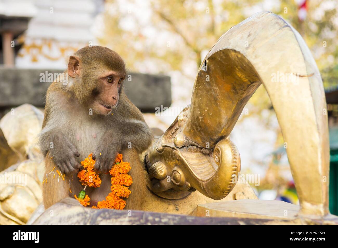Monkey playing with religious offering at a monastery Stock Photo - Alamy