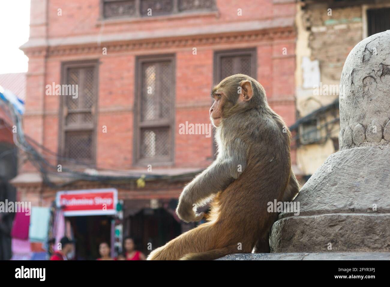 Monkey sitting on a statue at shrine Stock Photo - Alamy