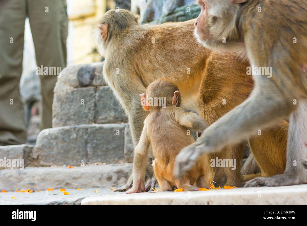 Wild macaque monkeys playing outdoor at shrine Stock Photo - Alamy