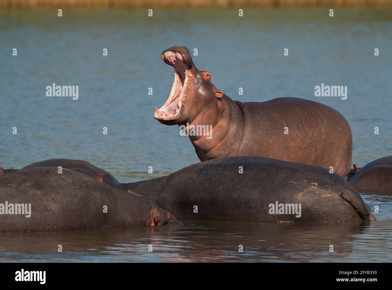 Hippopotamus in wetland environment, African Savannah, South Africa ...