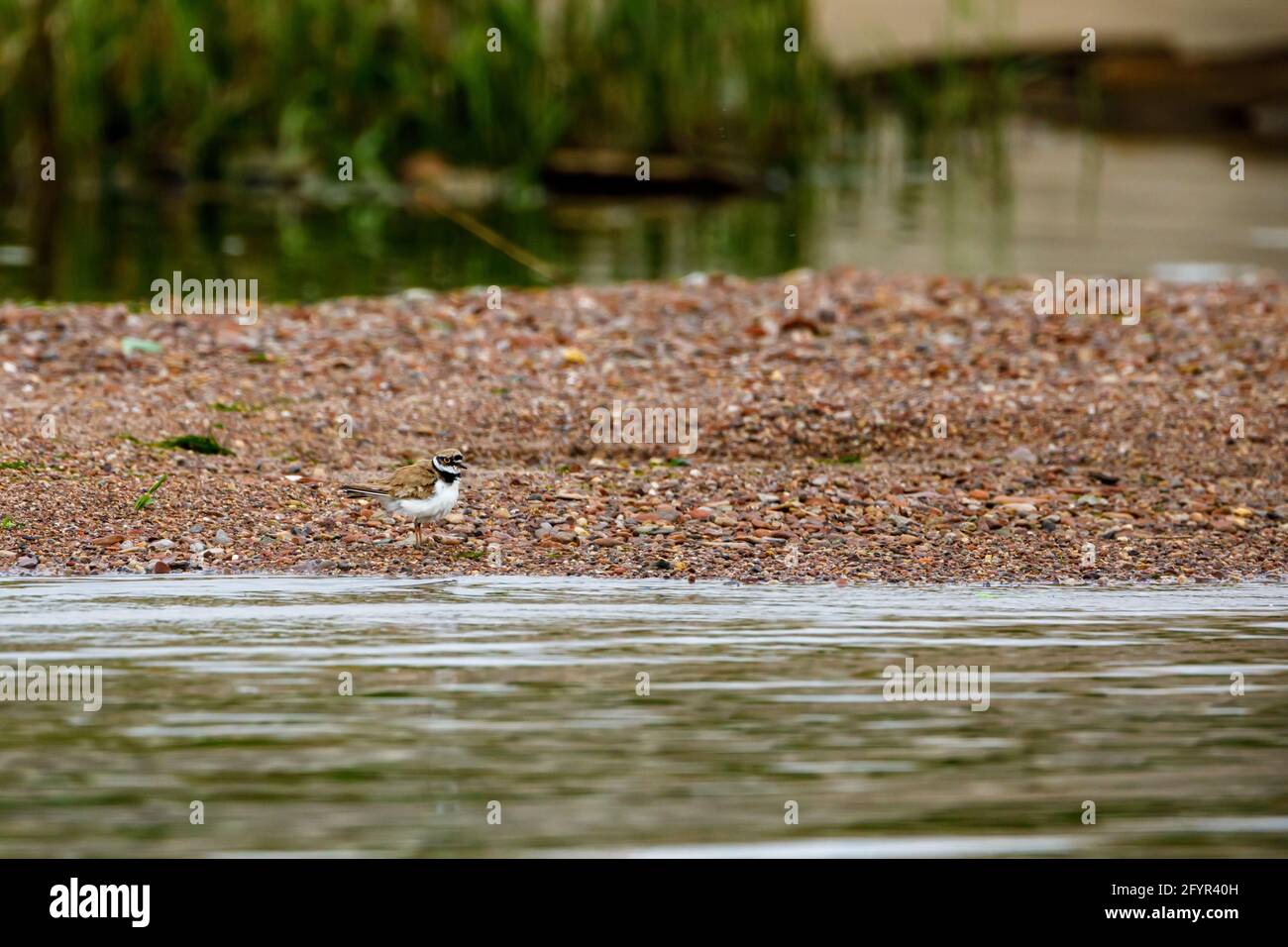 A little Ringed Plover at a river Stock Photo - Alamy
