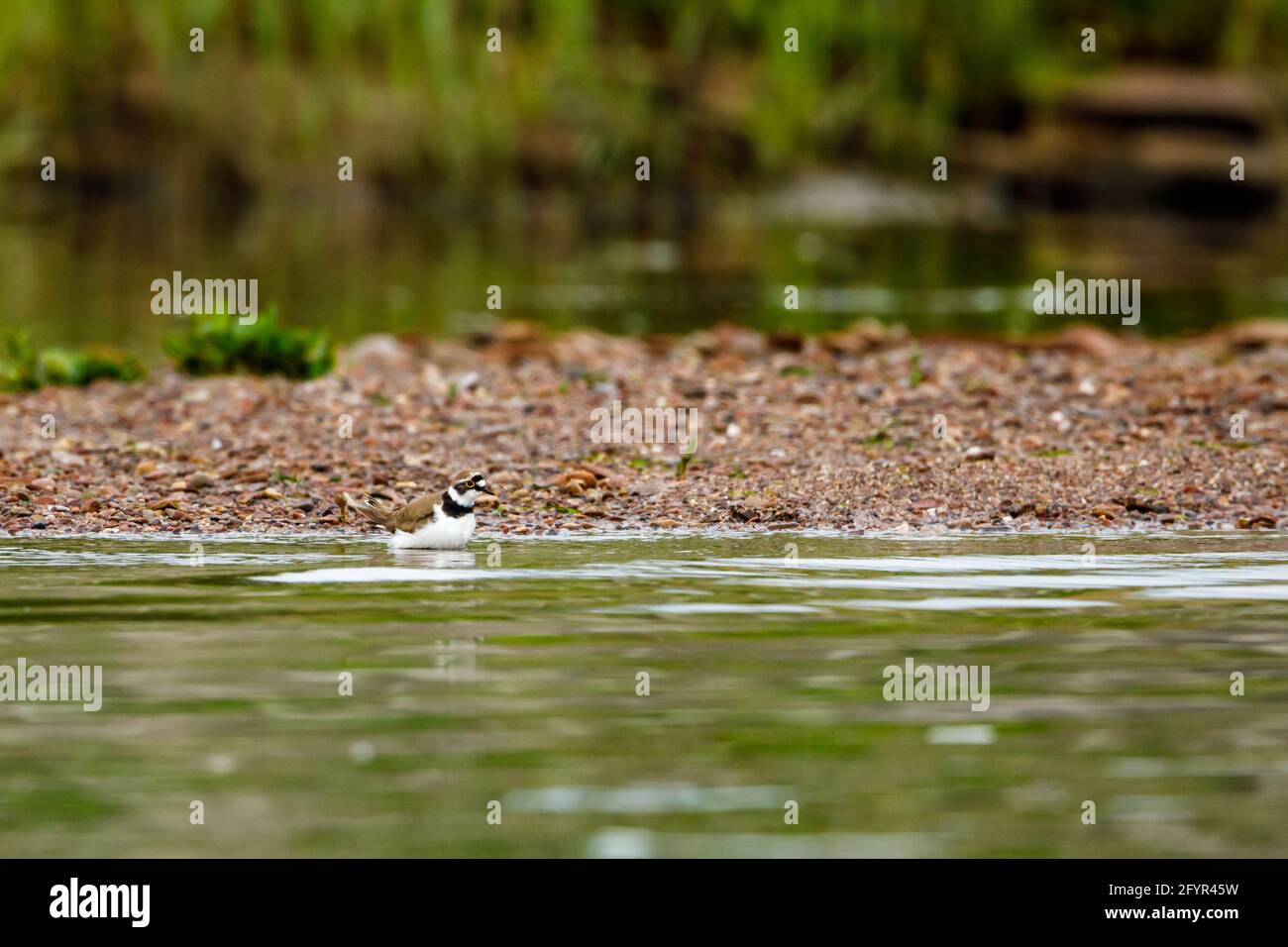 A little Ringed Plover at a river Stock Photo - Alamy