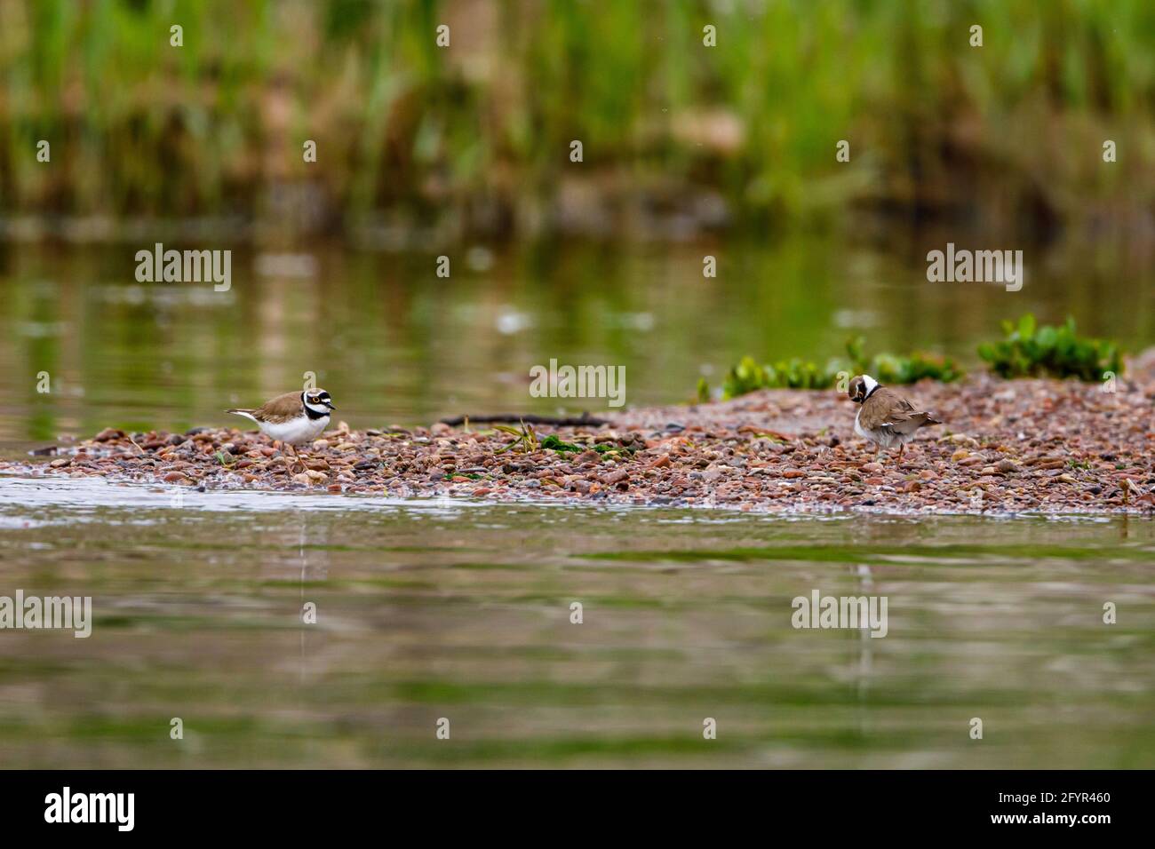 A little Ringed Plover at a river Stock Photo - Alamy