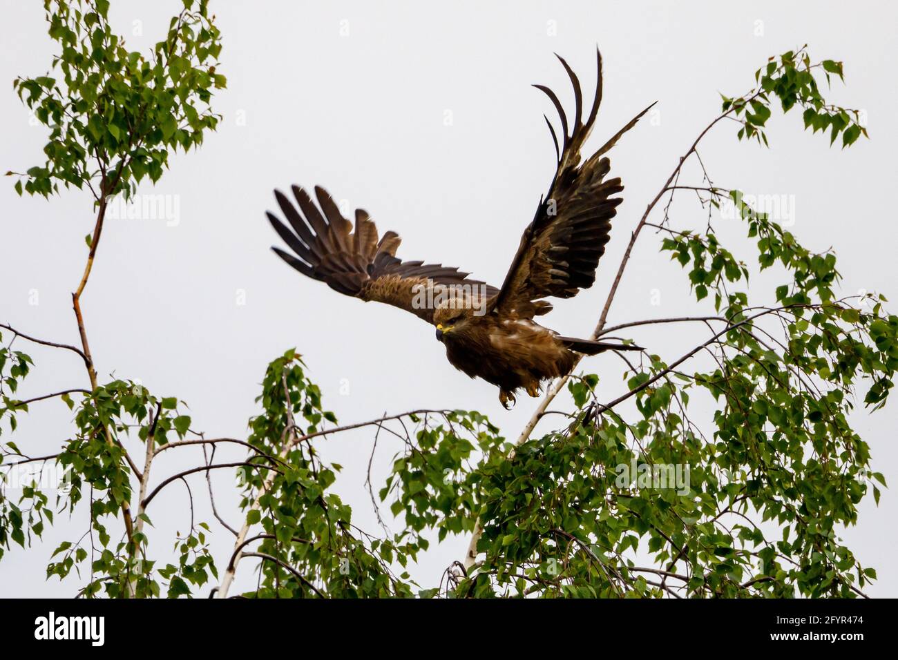 A black kite in flight Stock Photo - Alamy