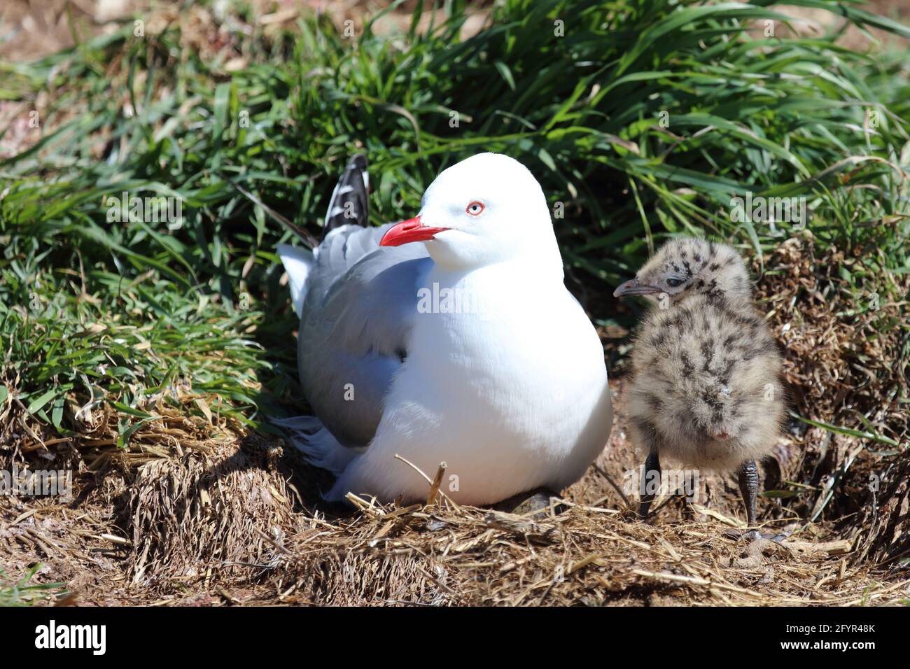 Rotschnabelmöwe / Red-billed gull / Larus scopulinus Stock Photo - Alamy