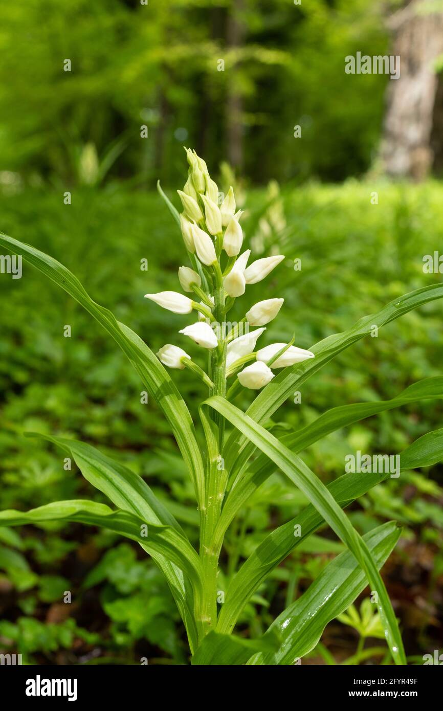 Cephalanthera longifolia, common names narrow-leaved helleborine or ...