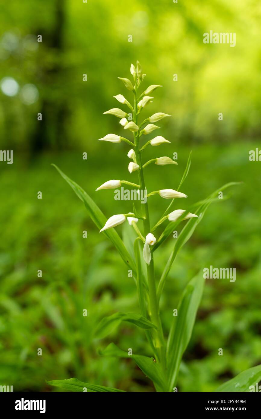 Cephalanthera longifolia, common names narrow-leaved helleborine or ...