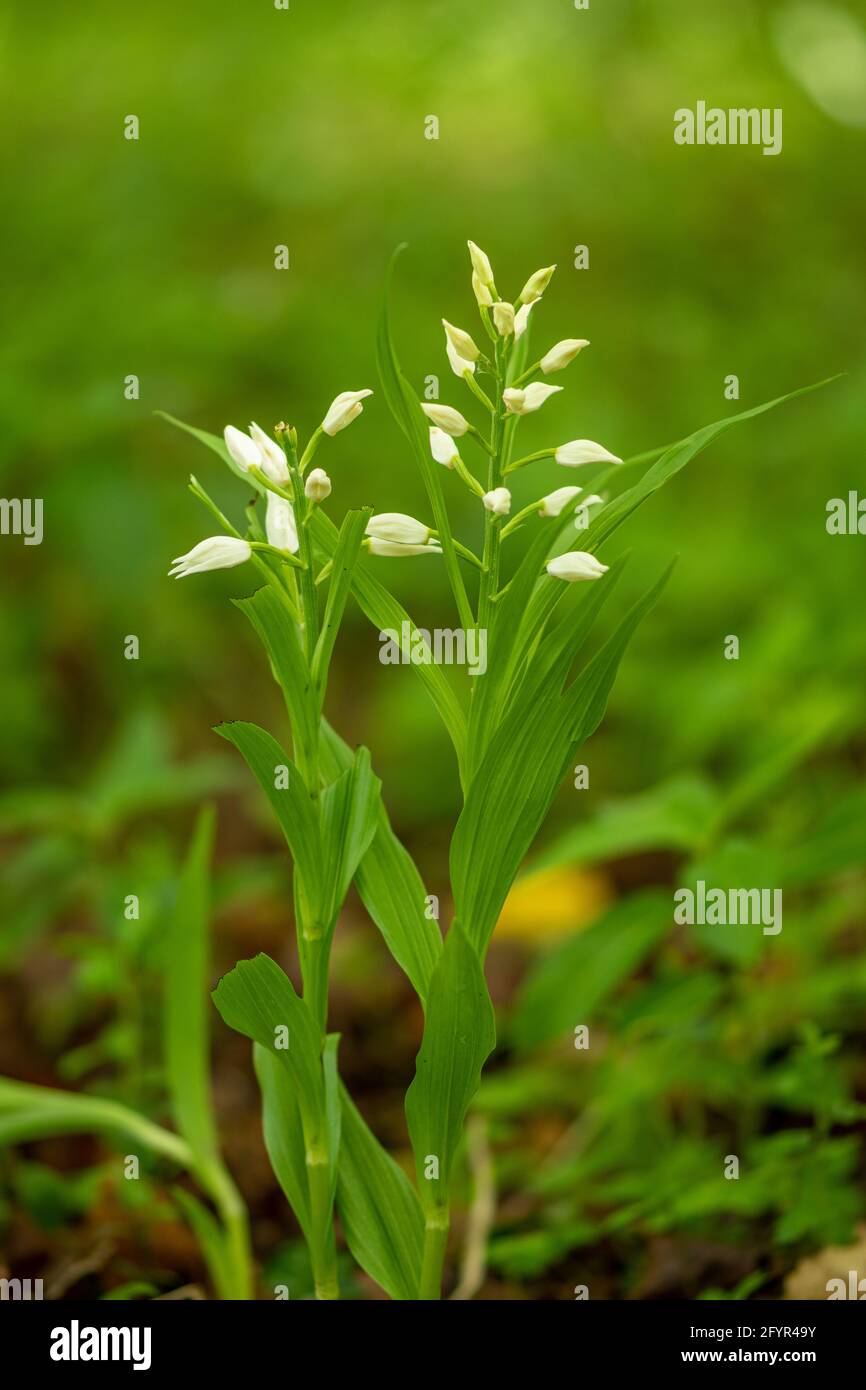 Plants names in common use hi-res stock photography and images - Alamy