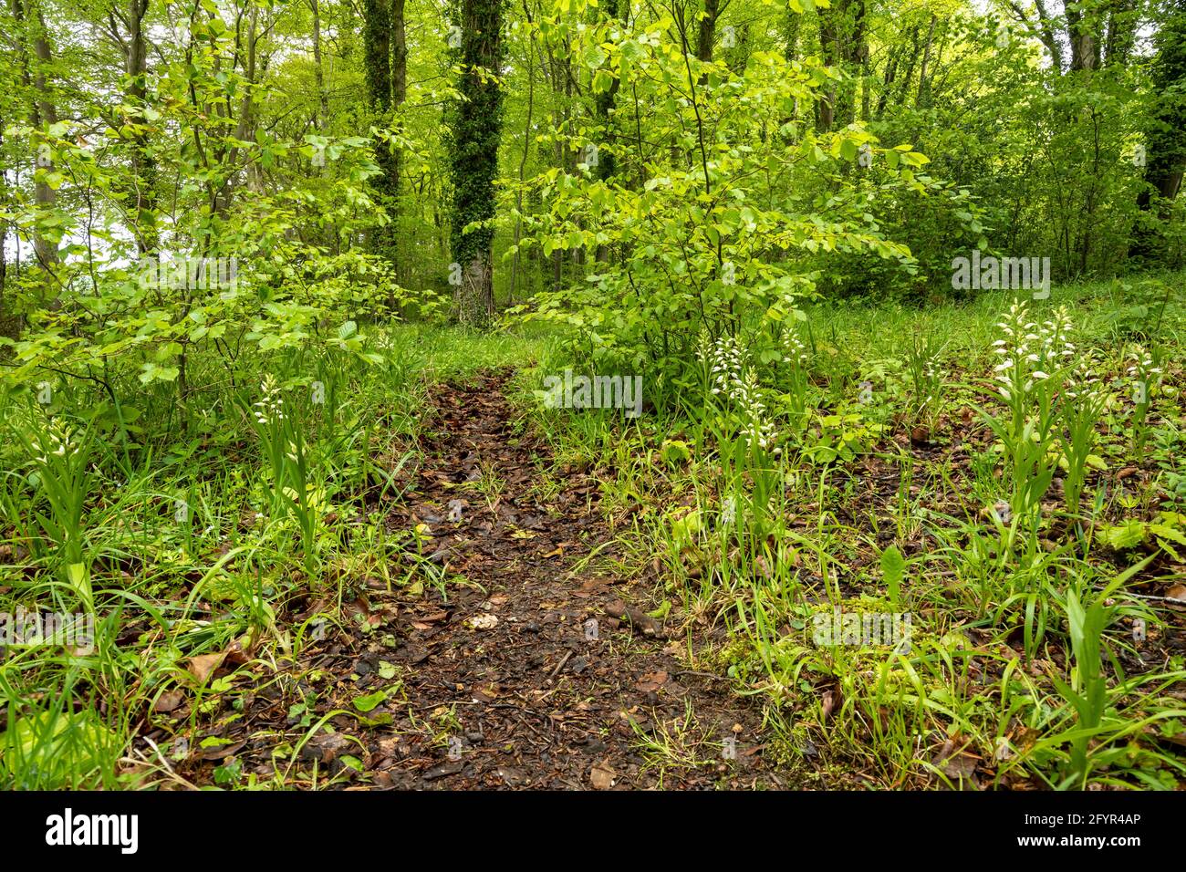 Chappetts hi-res stock photography and images - Alamy