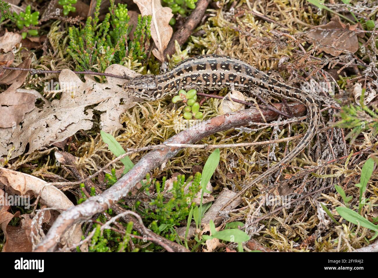 Female sand lizard (Lacerta agilis) in natural heathland habitat in ...