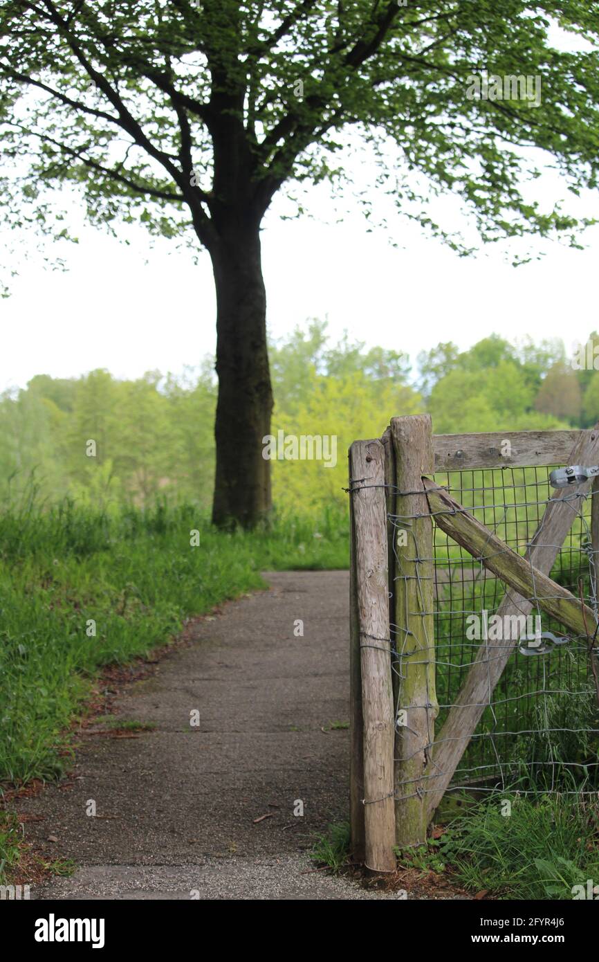 Beautiful footpath in the forest captured in spring at daytime Stock ...