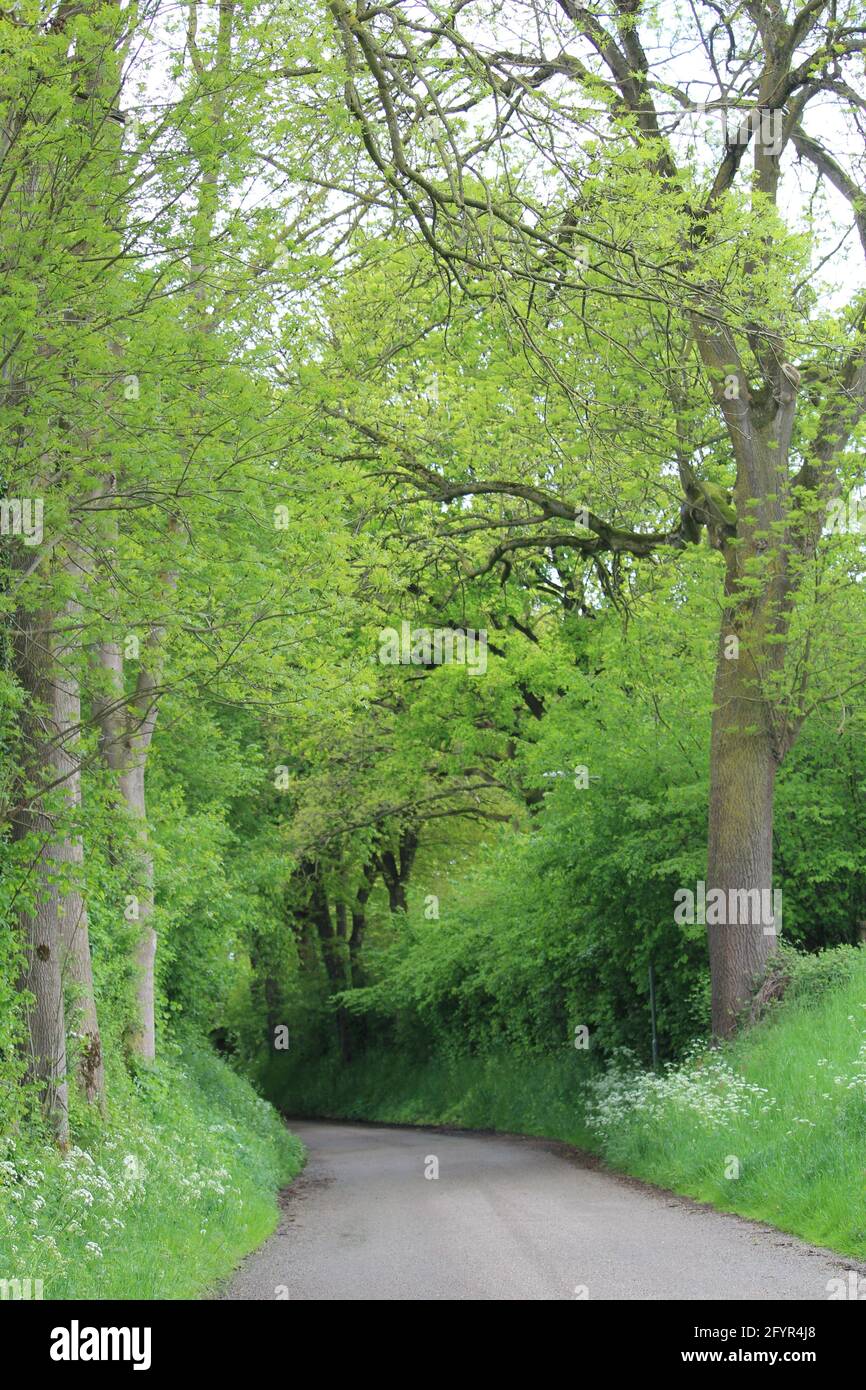 Beautiful footpath in the forest captured in spring at daytime Stock ...