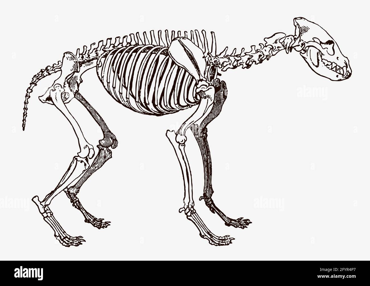 Skeleton of spotted hyena crocuta in profile view, after antique ...