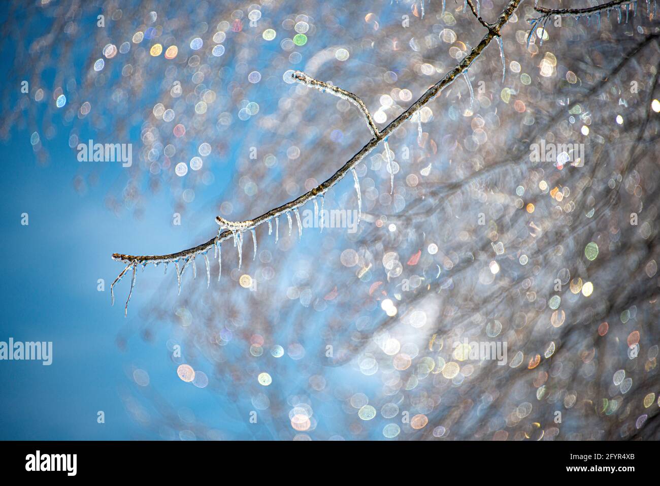 Ice covered branches with rainbow light refraction Stock Photo - Alamy