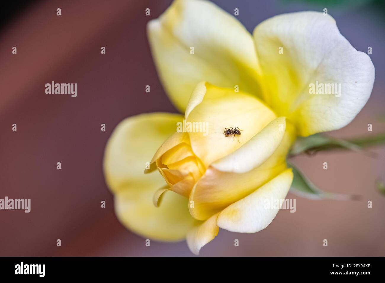 Ant walking on the yellow petals of a rose in spring Stock Photo - Alamy