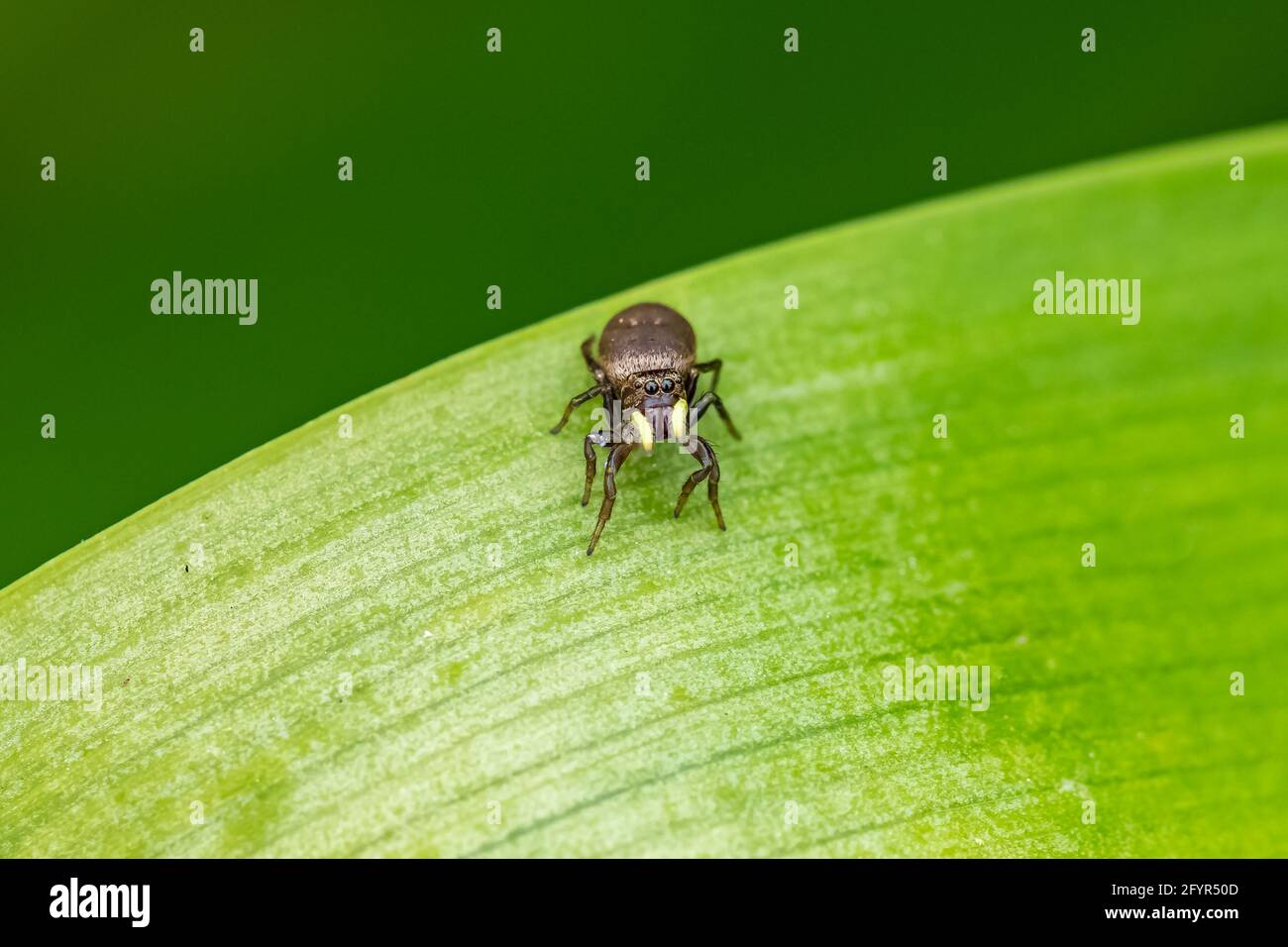 Copper sun jumper hi-res stock photography and images - Alamy