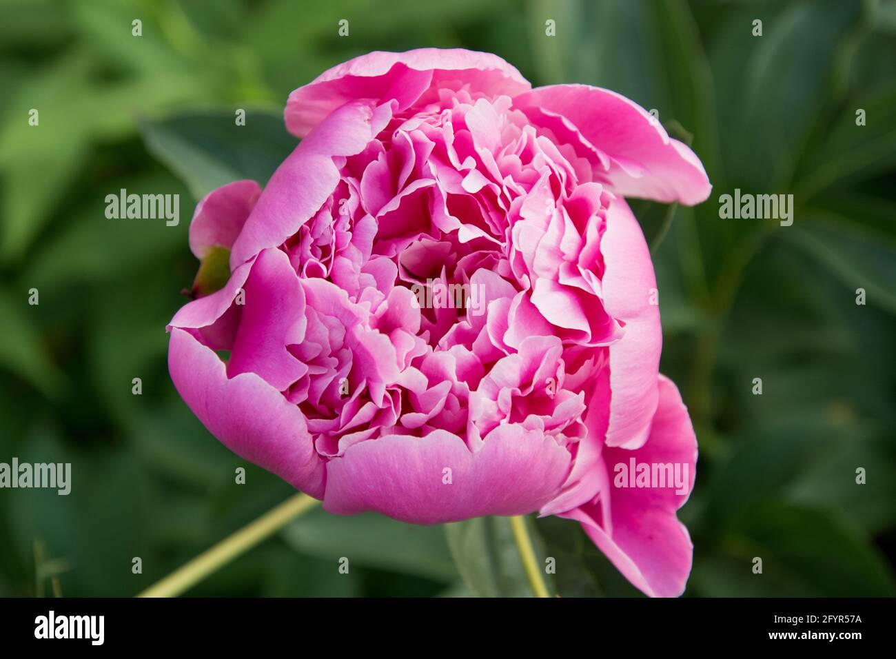 Romance pattern hi-res stock photography and images - Alamy