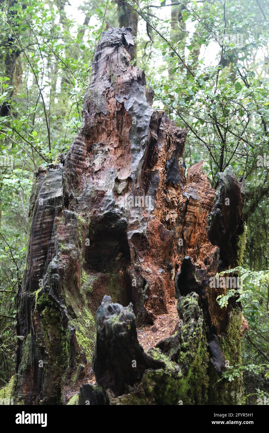 Durrer baum hi-res stock photography and images - Alamy