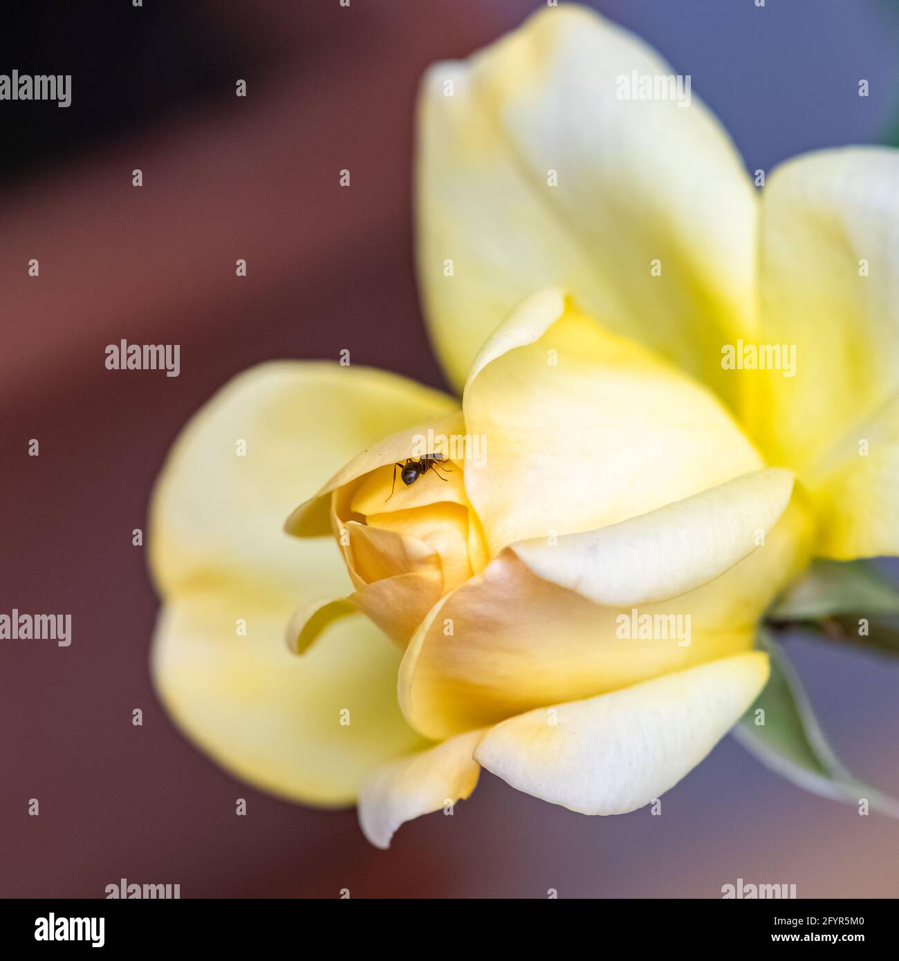 Walking on rose petals hi-res stock photography and images - Alamy