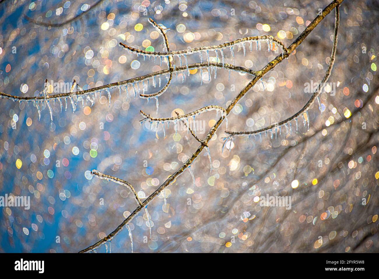 Ice covered branches with rainbow light refraction Stock Photo - Alamy