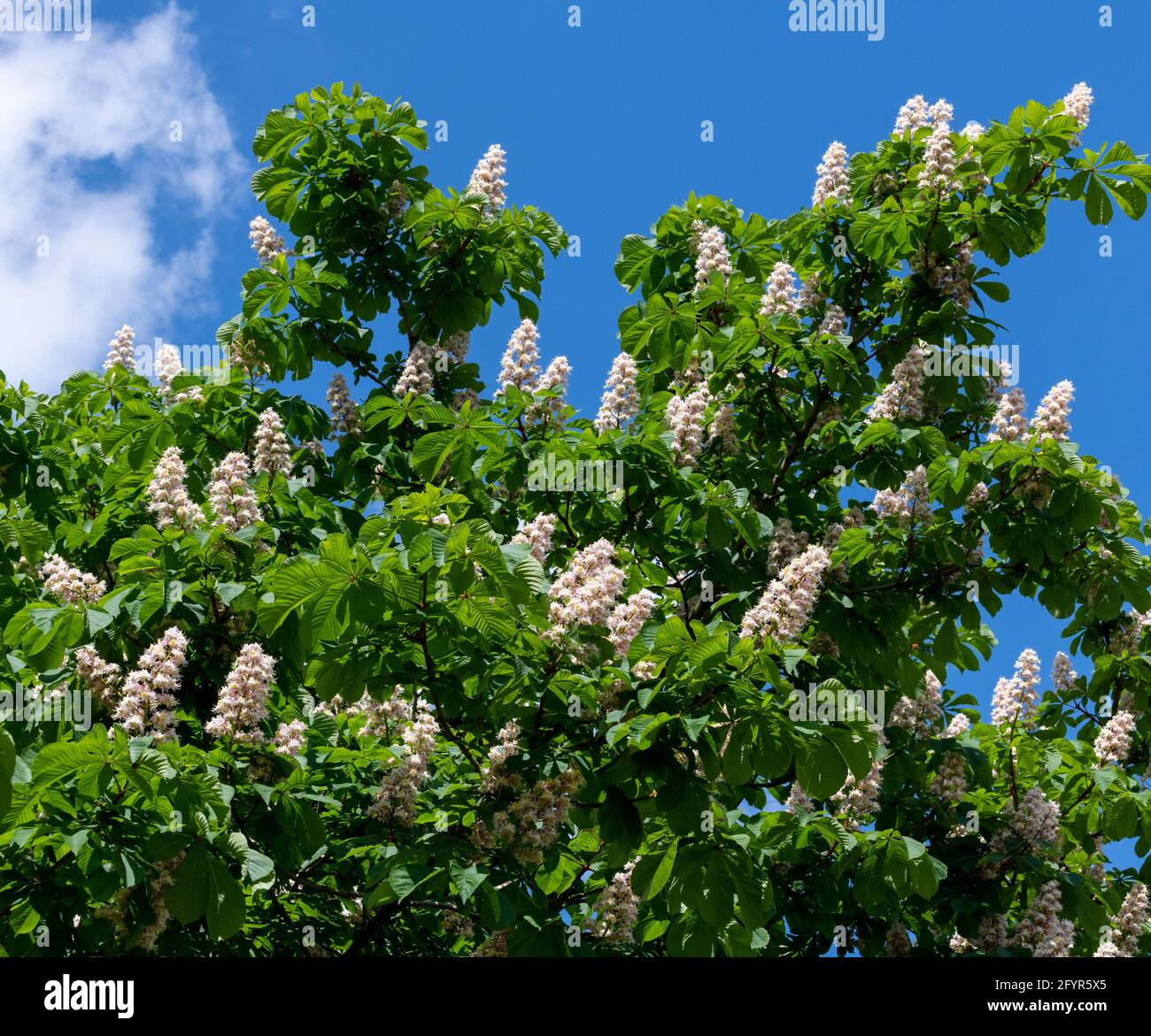 Beautiful blooming chestnut on blue sky background Stock Photo - Alamy