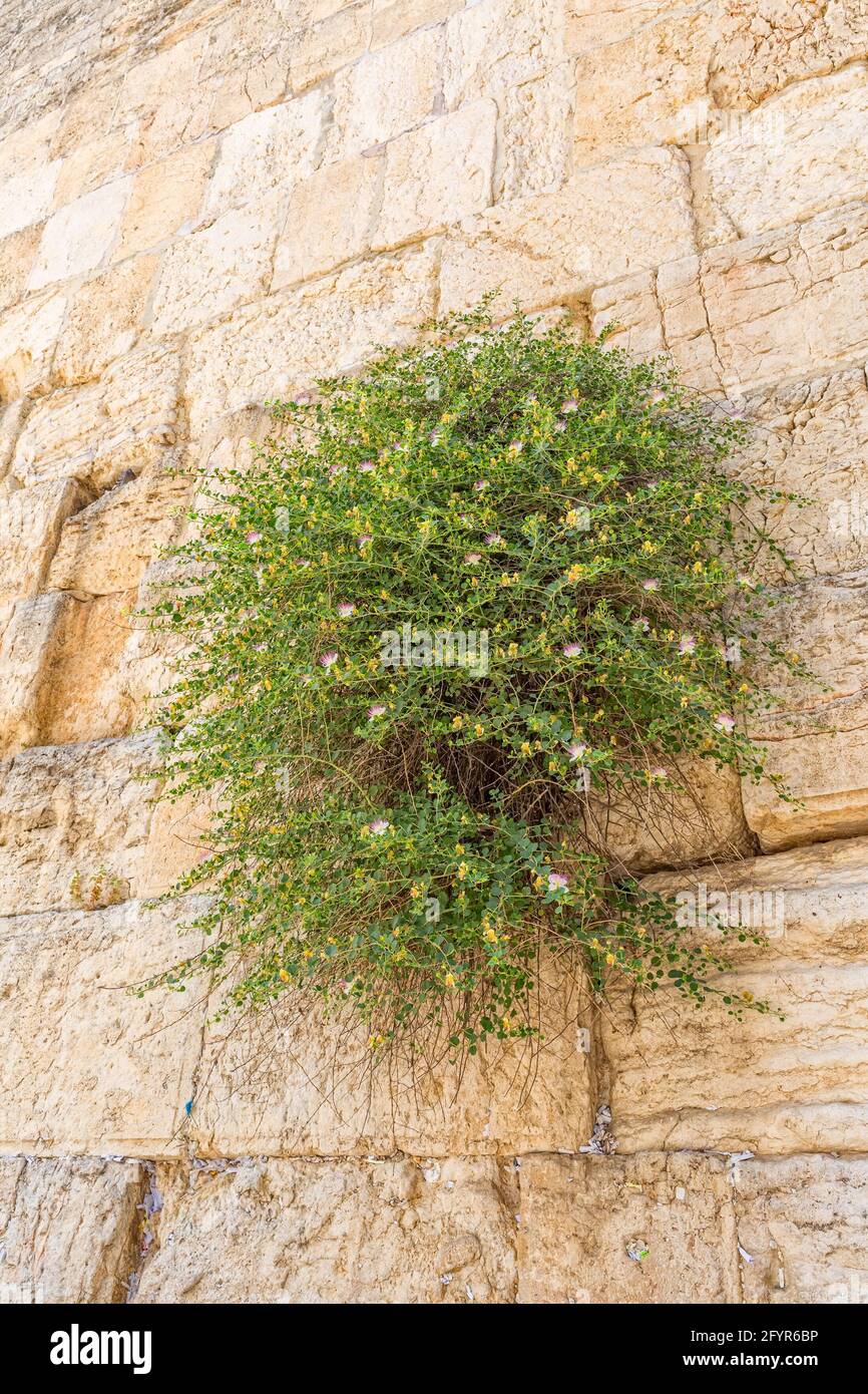 Jerusalem caper hi-res stock photography and images - Alamy