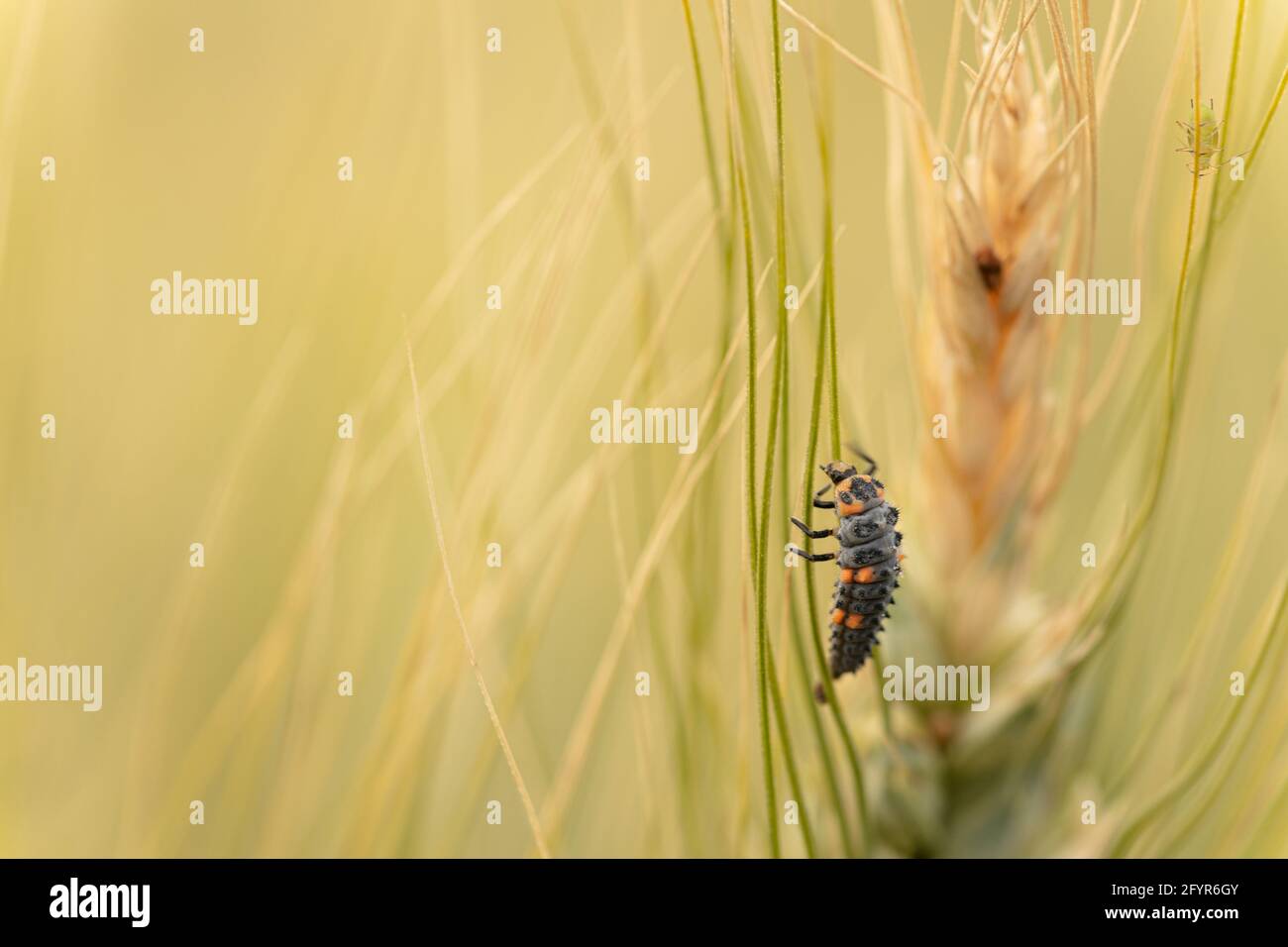 Ladybug larva macro hi-res stock photography and images - Alamy