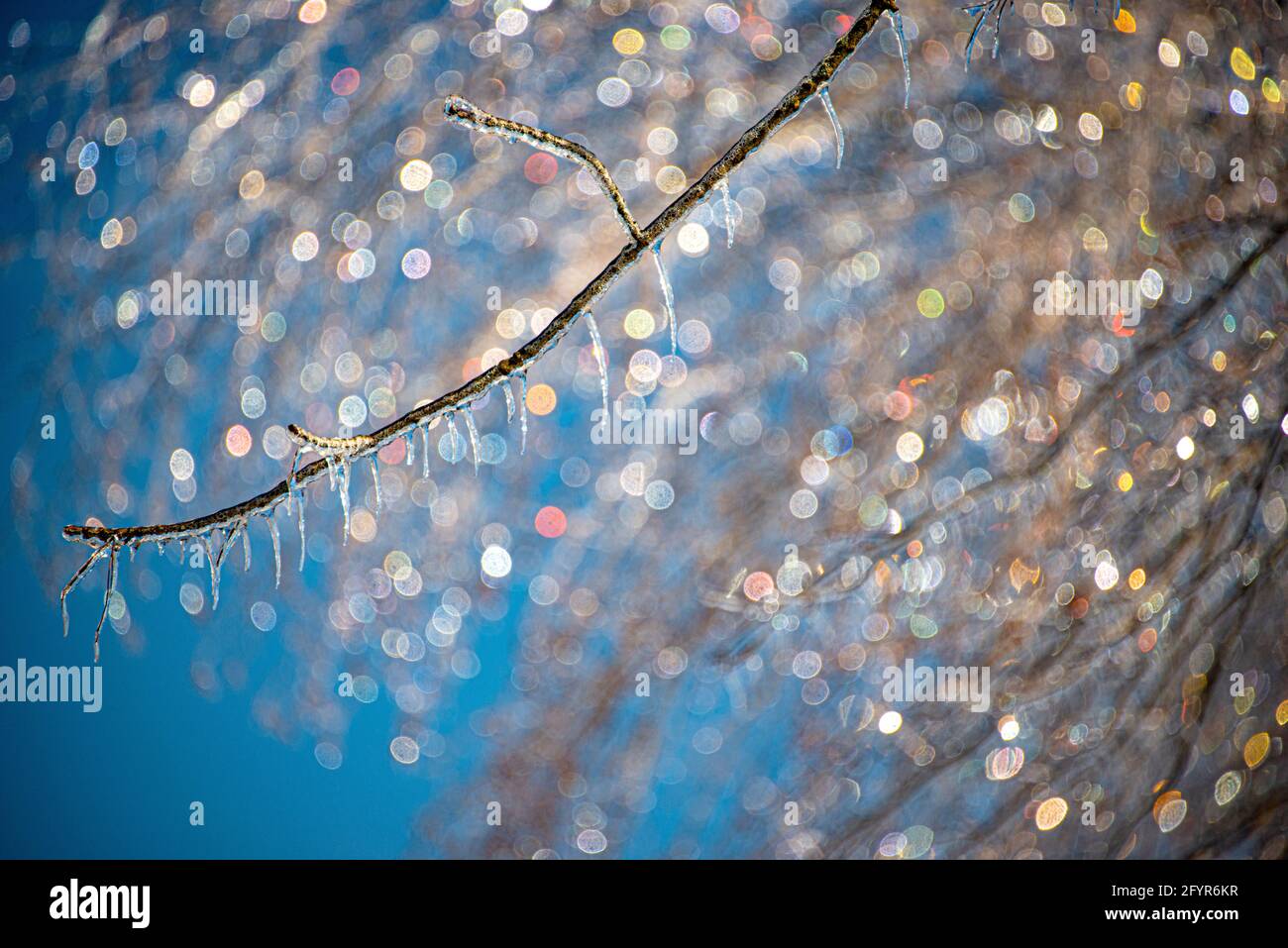 Ice covered branches with rainbow light refraction Stock Photo - Alamy