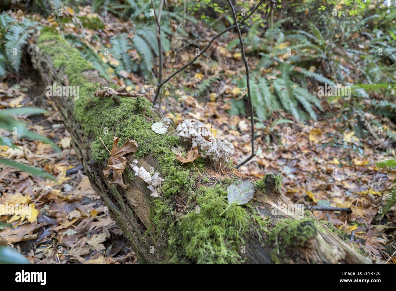 Broken tree trunk covered by moss in the forest Stock Photo - Alamy