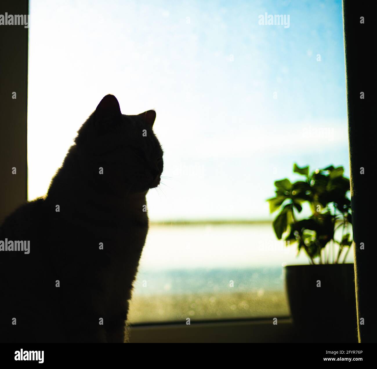 Silhouette cat sitting window hi-res stock photography and images - Alamy