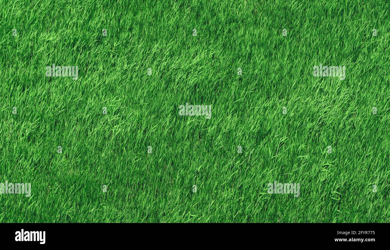 green grass field close up Stock Photo - Alamy