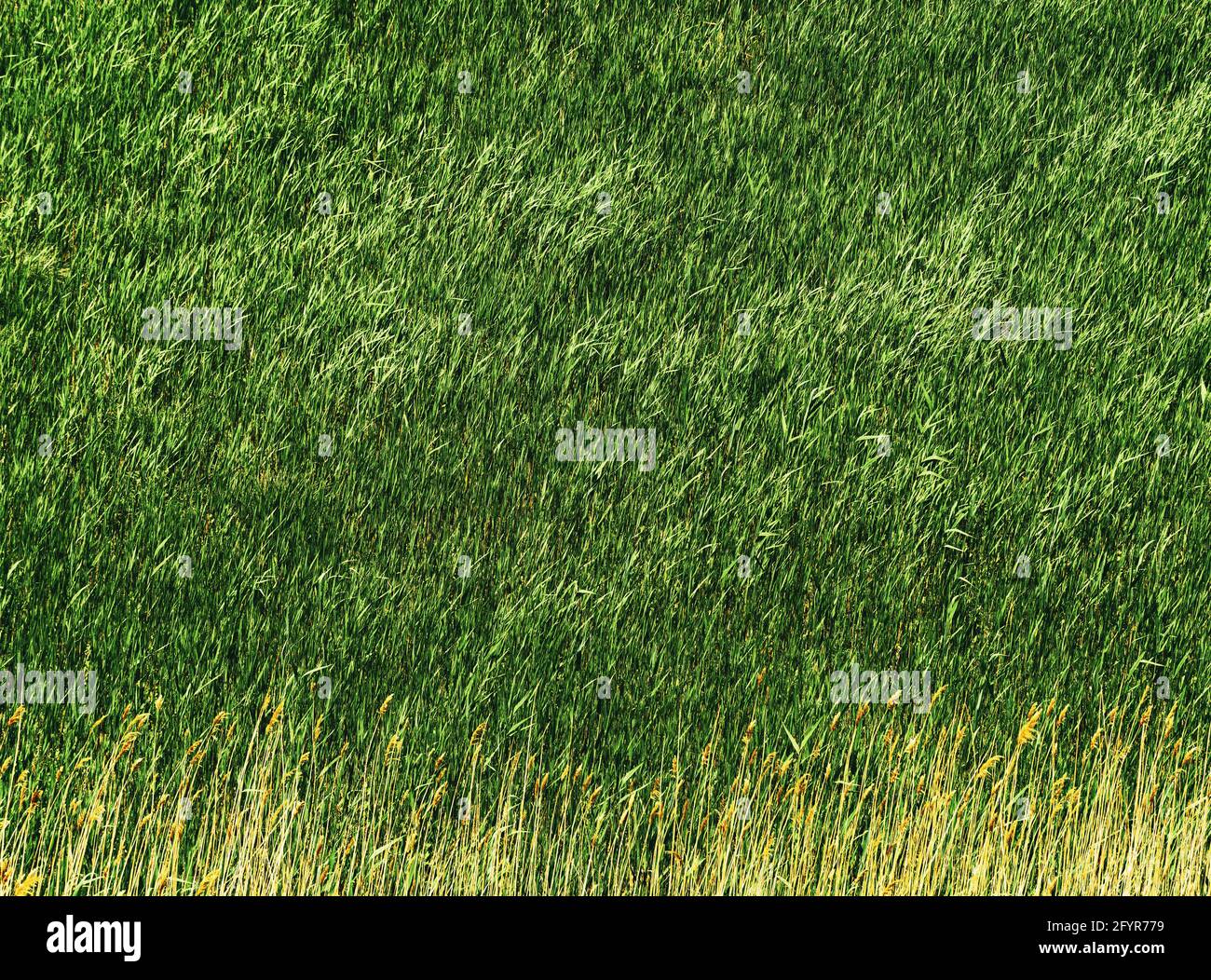 Sward of grass hi-res stock photography and images - Alamy