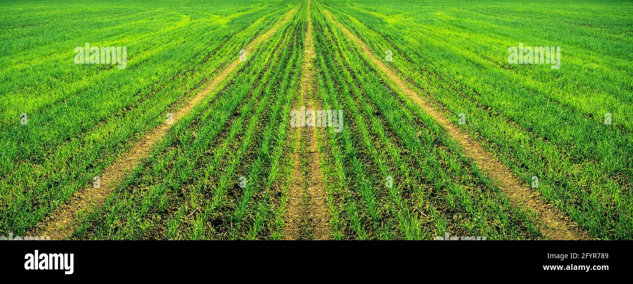 plough land plowed field perspective closeup Stock Photo - Alamy