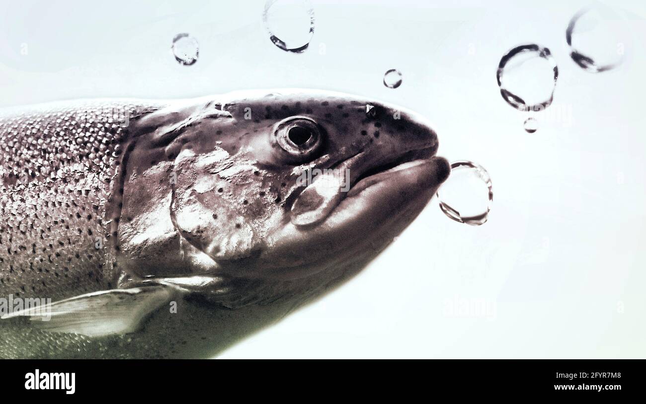 the Salmo Trout underwater, closeup Stock Photo - Alamy