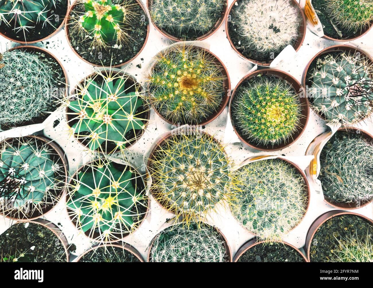 Various cactuses hi-res stock photography and images - Alamy