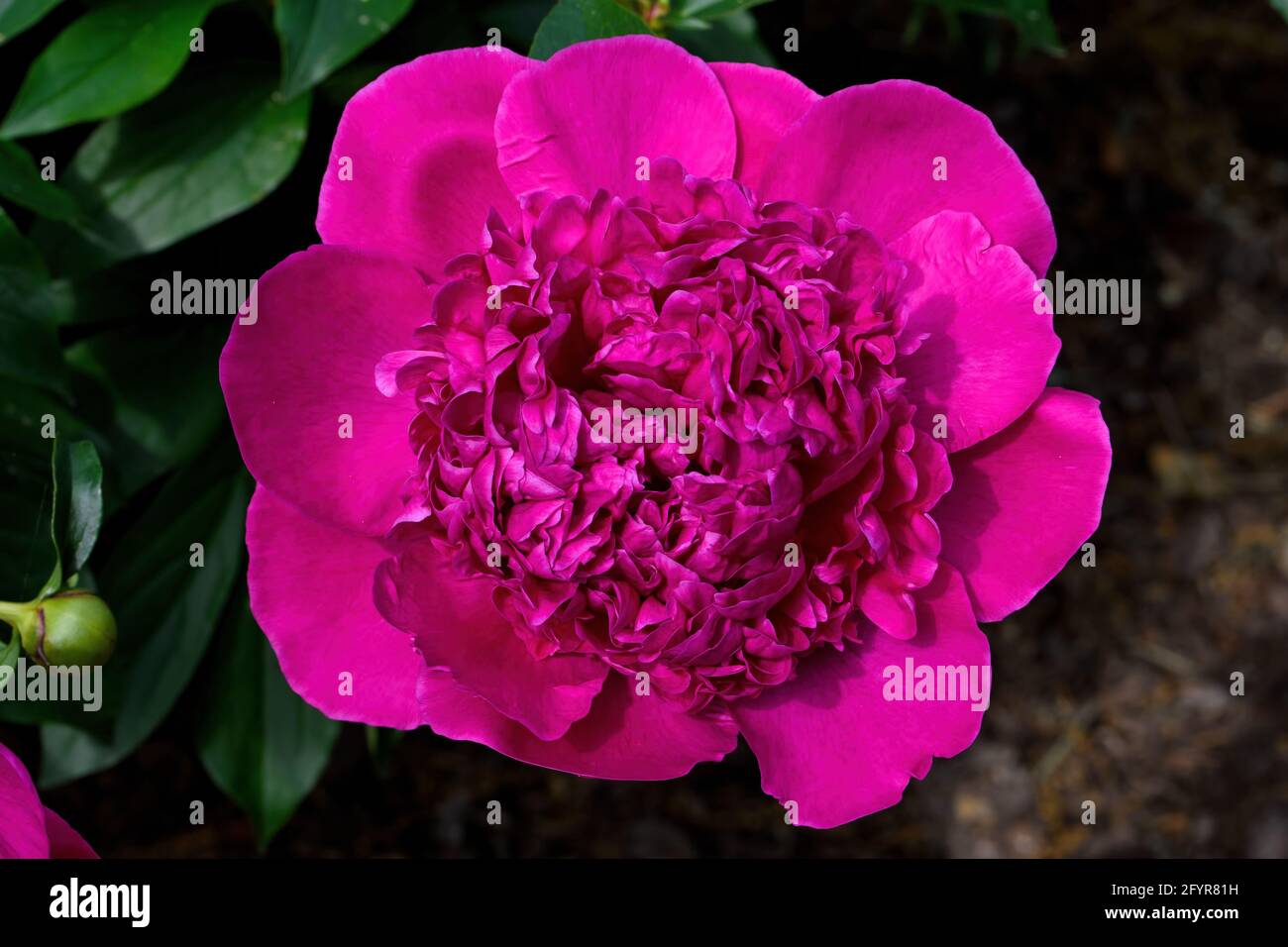 Peony flower in the garden. The plant is native to Asia, Europe and ...