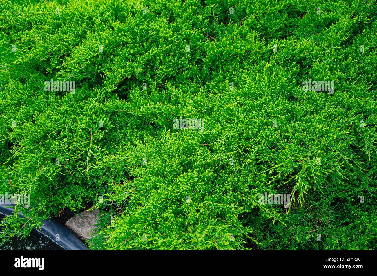 Juniper bushes hi-res stock photography and images - Alamy