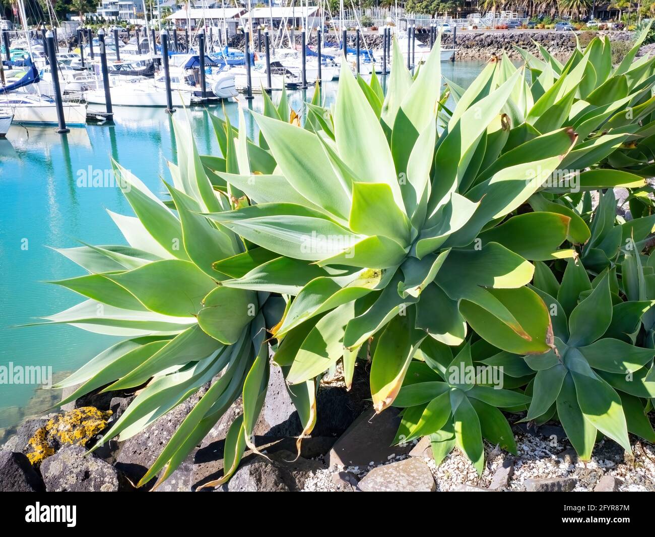 AUCKLAND, NEW ZEALAND - May 19, 2021: View of Swan-neck Agave (Agave ...
