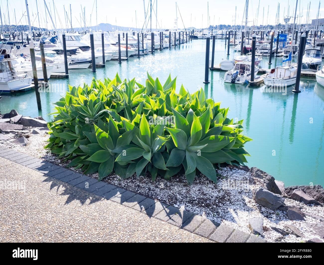 AUCKLAND, NEW ZEALAND - May 19, 2021: View of Swan-neck Agave (Agave ...