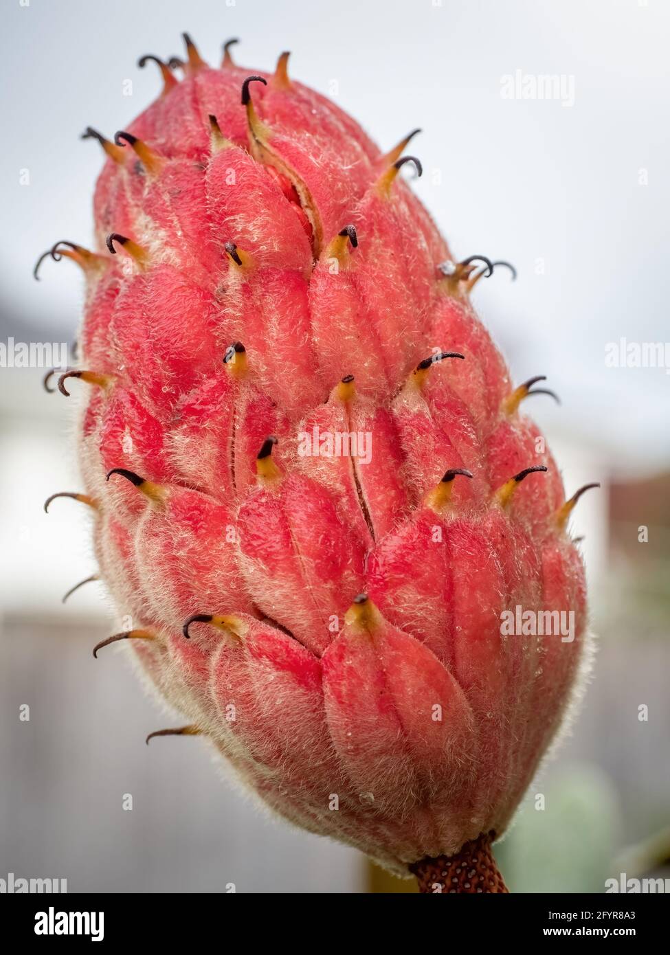 Magnoloia hi-res stock photography and images - Alamy